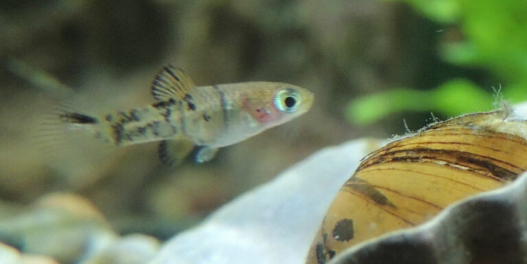 Platy Care Guide: Tank, Feeding & Breeding - Fishkeepers Handbook