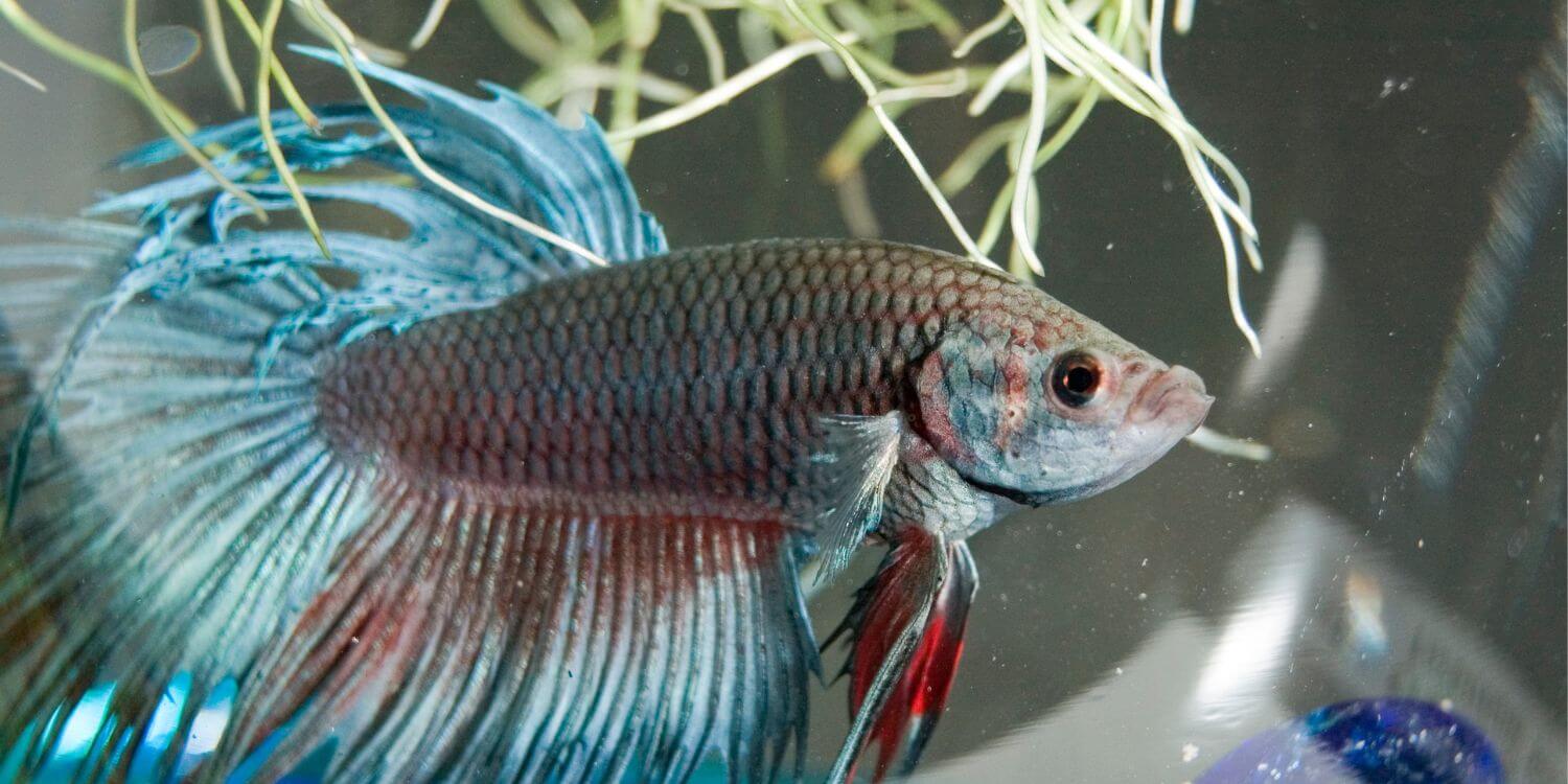 Harlequin Rasbora Care Guide: Tank, Feeding & Breeding - Fishkeepers ...