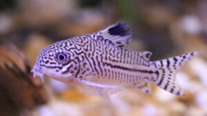 Daisy Ricefish Care Guide: Tank, Feeding & Breeding - Fishkeepers Handbook