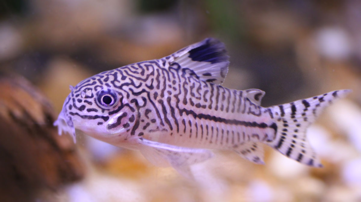 Daisy Ricefish Care Guide: Tank, Feeding & Breeding - Fishkeepers Handbook