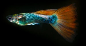 Daisy Ricefish Care Guide: Tank, Feeding & Breeding - Fishkeepers Handbook