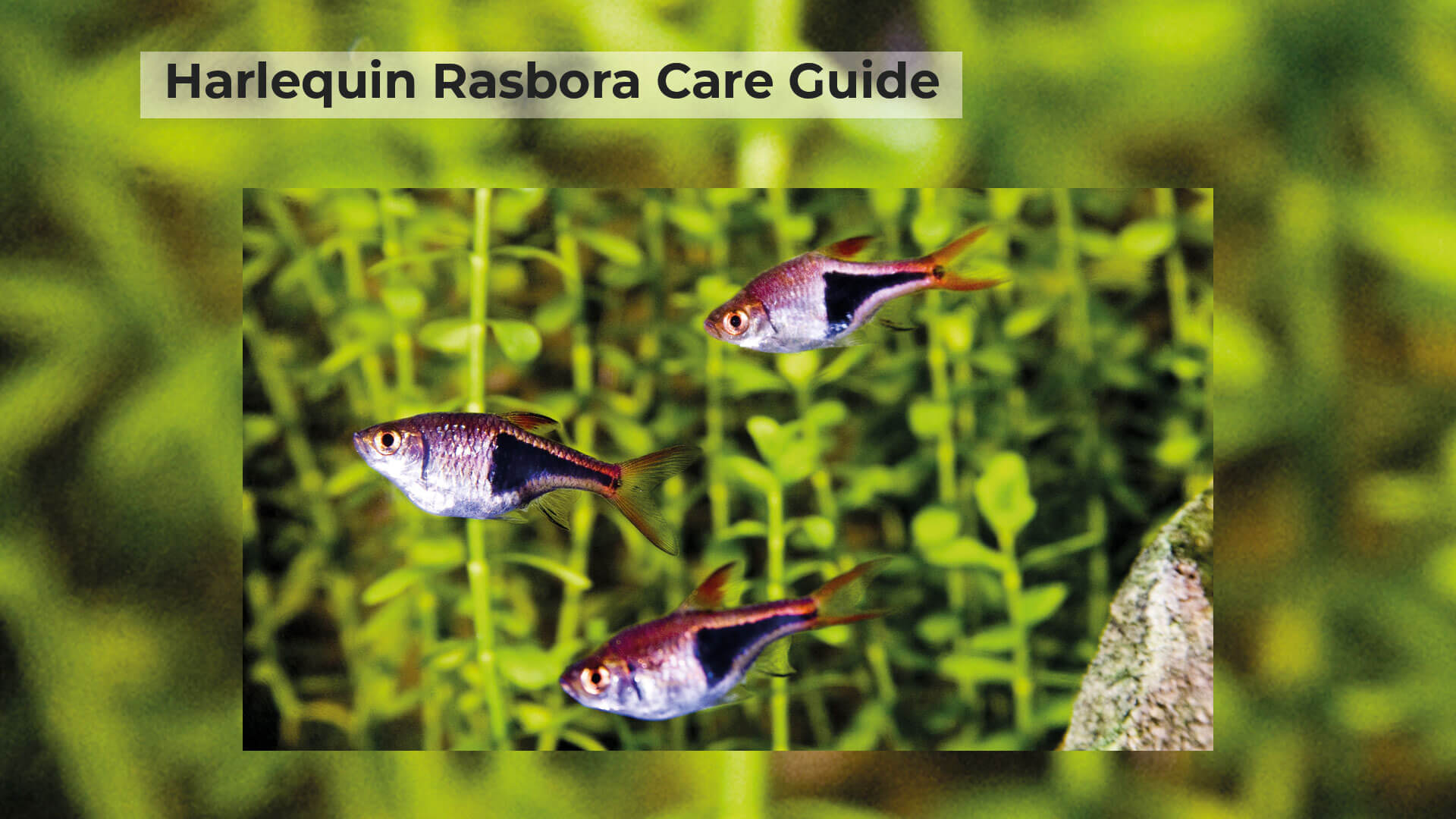 Harlequin Rasbora Care Guide: Tank, Feeding & Breeding - Fishkeepers ...