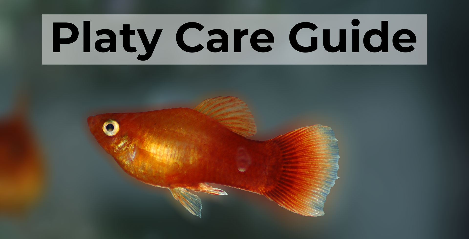Platy Care Guide: Tank, Feeding & Breeding - Fishkeepers Handbook