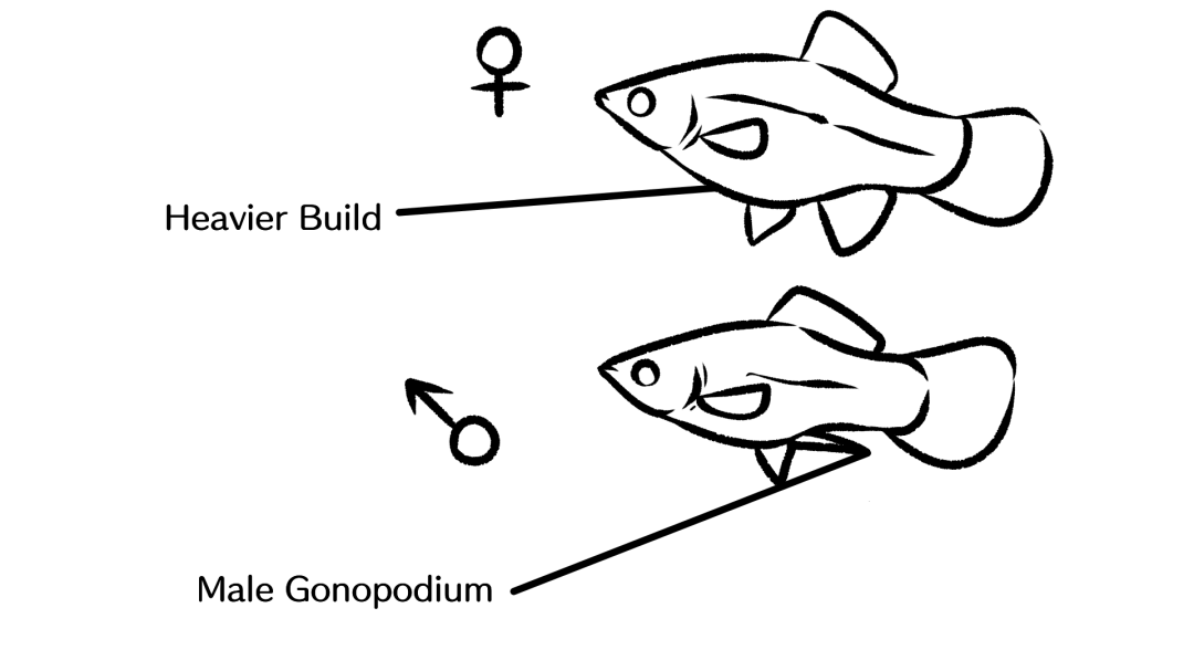 Platy Care Guide: Tank, Feeding & Breeding - Fishkeepers Handbook