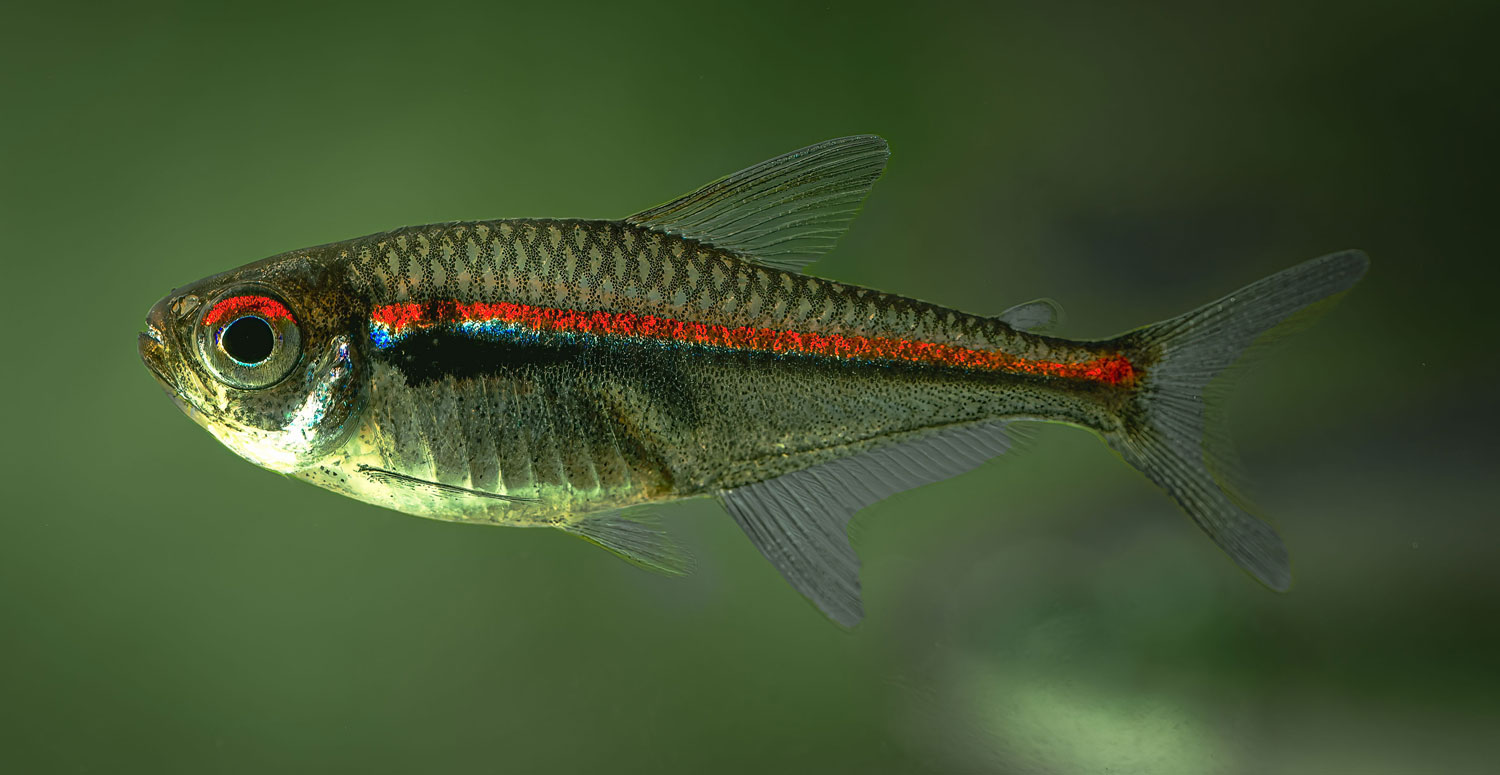 Glowlight Tetra Care Guide: Tank, Feeding & Breeding - Fishkeepers Handbook