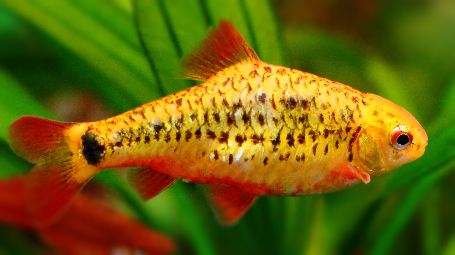 Golden Barb Care Guide: Tank, Feeding & Breeding - Fishkeepers Handbook