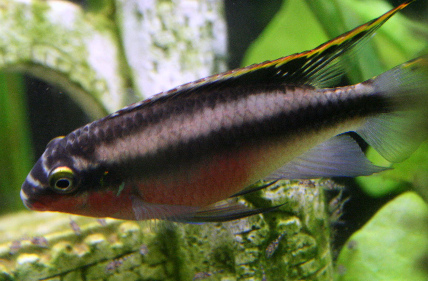Kribensis Care Guide: Tank, Feeding & Breeding - Fishkeepers Handbook