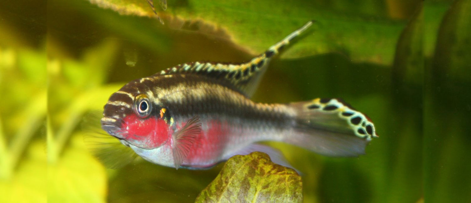Kribensis Care Guide: Tank, Feeding & Breeding - Fishkeepers Handbook