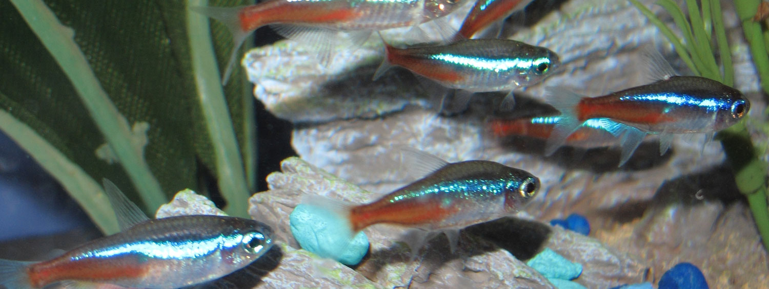 Blue Emperor Tetra Care Guide - Fishkeepers Handbook