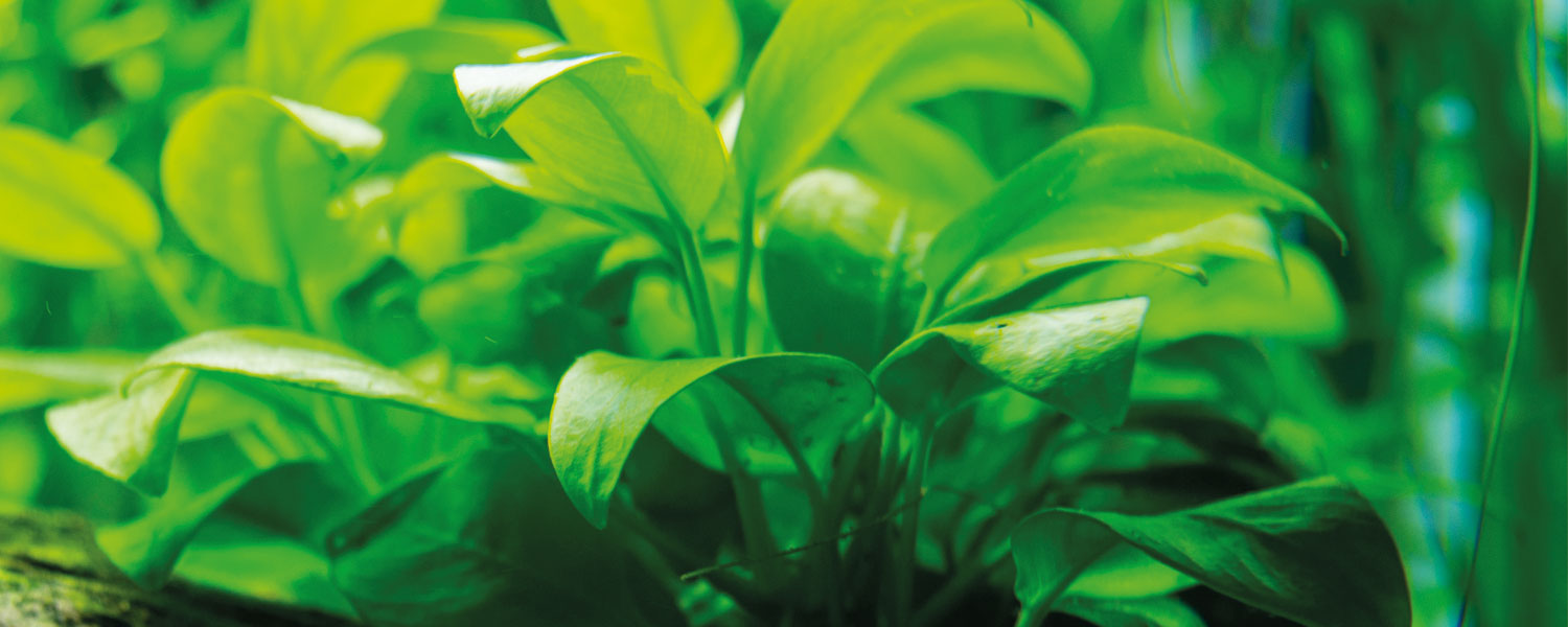 Daisy Ricefish Care Guide: Tank, Feeding & Breeding - Fishkeepers Handbook