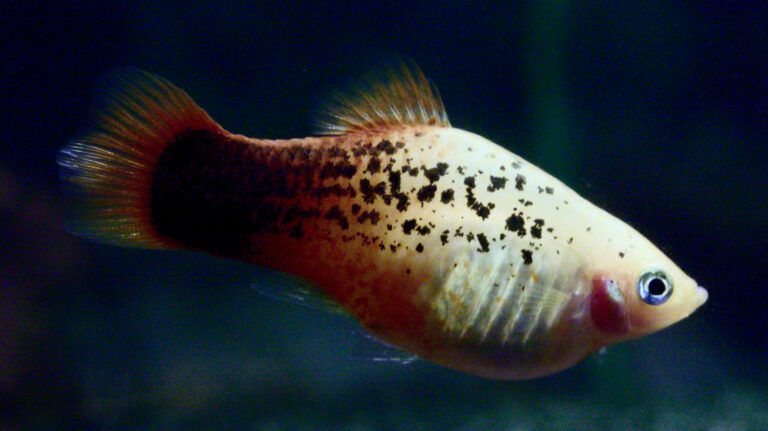 Blue Emperor Tetra Care Guide - Fishkeepers Handbook