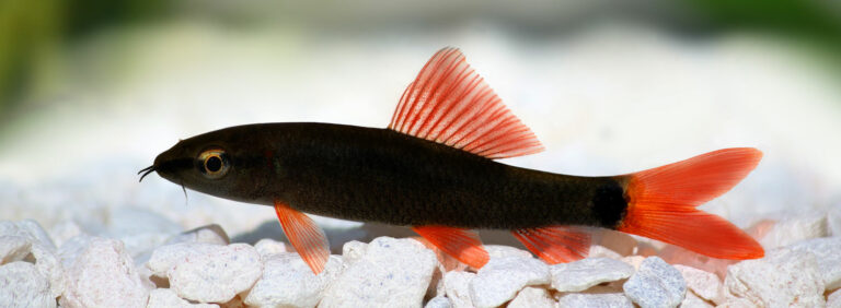 Checker Barb Care Guide: Tank, Feeding & Breeding - Fishkeepers Handbook