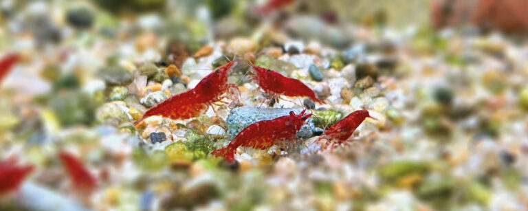 Daisy Ricefish Care Guide: Tank, Feeding & Breeding - Fishkeepers Handbook