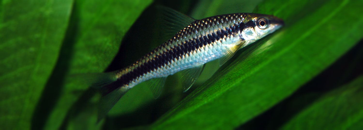 Blue Emperor Tetra Care Guide - Fishkeepers Handbook