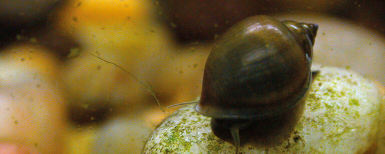 Cherry Barb Care Guide - Fishkeepers Handbook