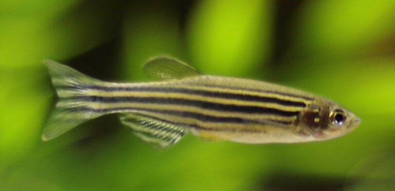 Top 10 Temperate Fish for Beginners - Fishkeepers Handbook