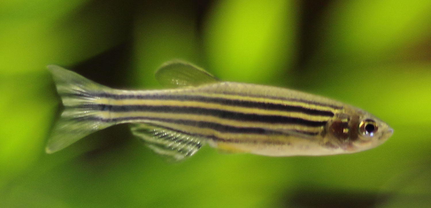 Top 10 Temperate Fish for Beginners - Fishkeepers Handbook Top 10 Temperate Fish for Beginners - Fishkeepers Handbook