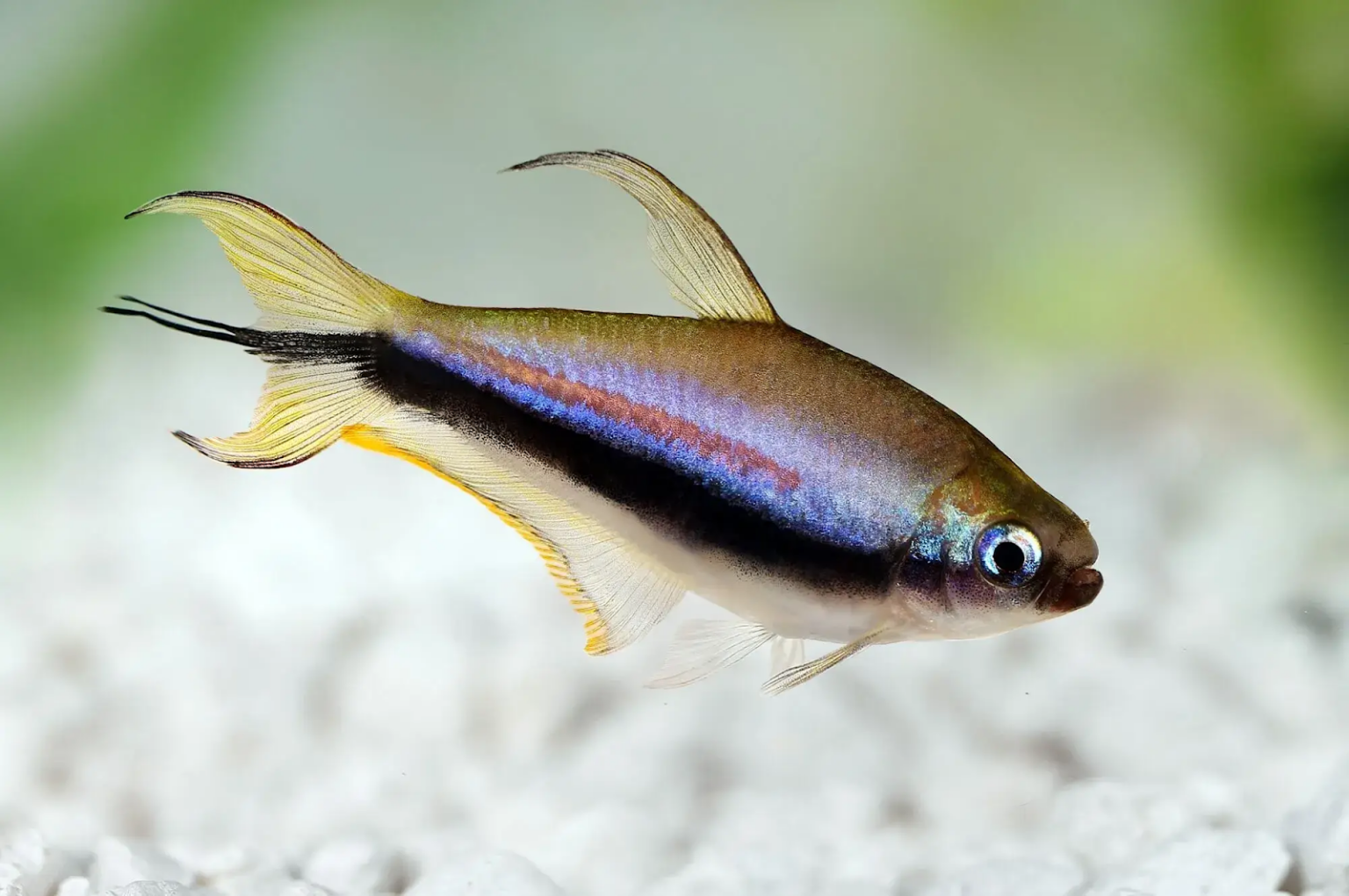 Blue Emperor Tetra Care Guide - Fishkeepers Handbook