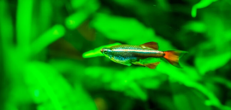 White Cloud Mountain Minnow Care Guide | Fishkeepers Handbook