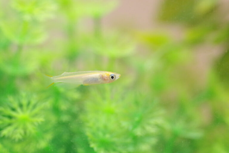 Japanese Ricefish Care Guide Care Guide | Fishkeepers Handbook