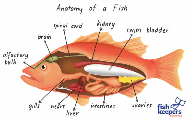 Why Is My Fish Swimming Upside Down? Understanding the Causes and ...