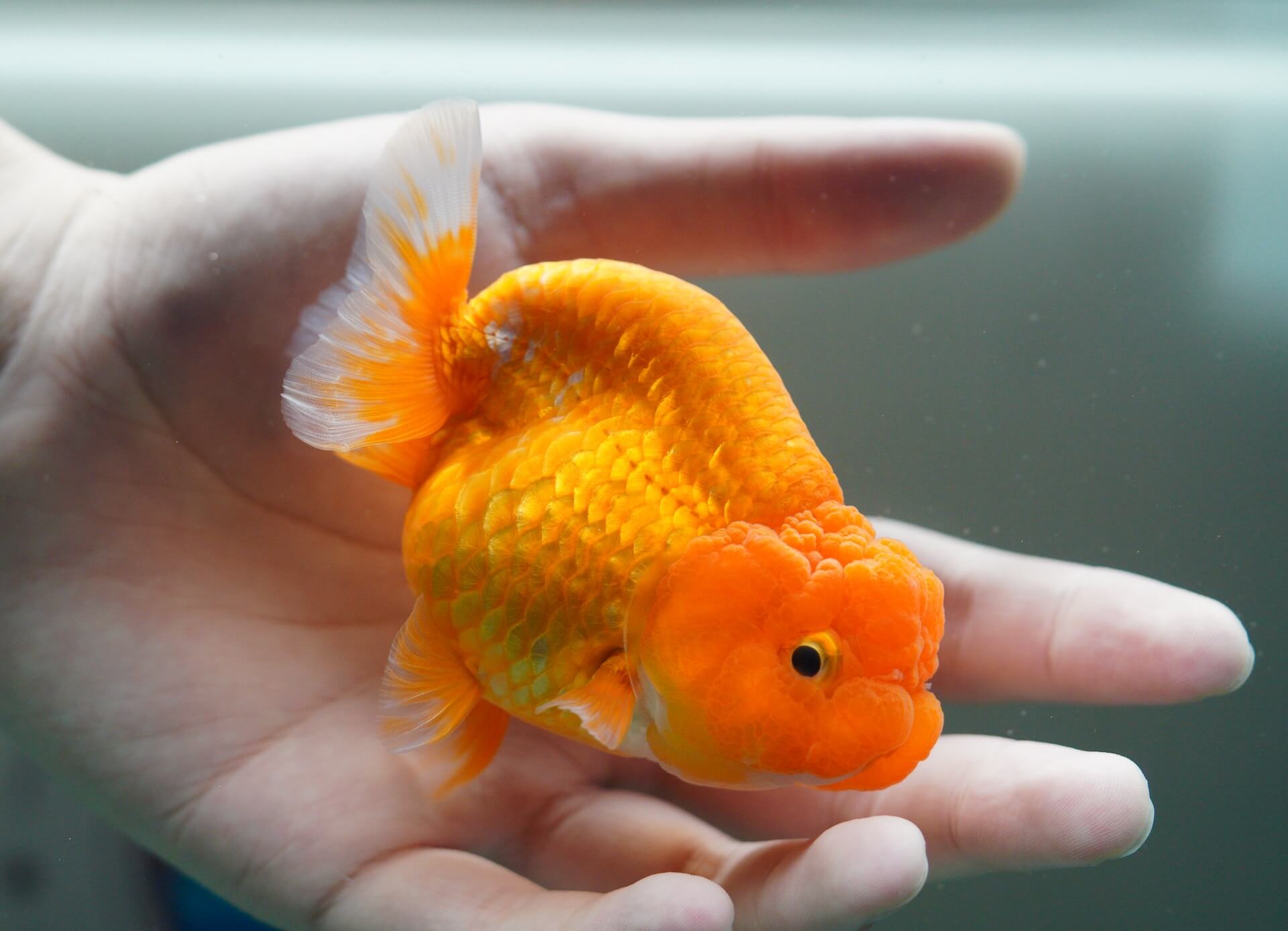 Why is my Goldfish Sitting at the Bottom of the Tank? | Fishkeepers ...